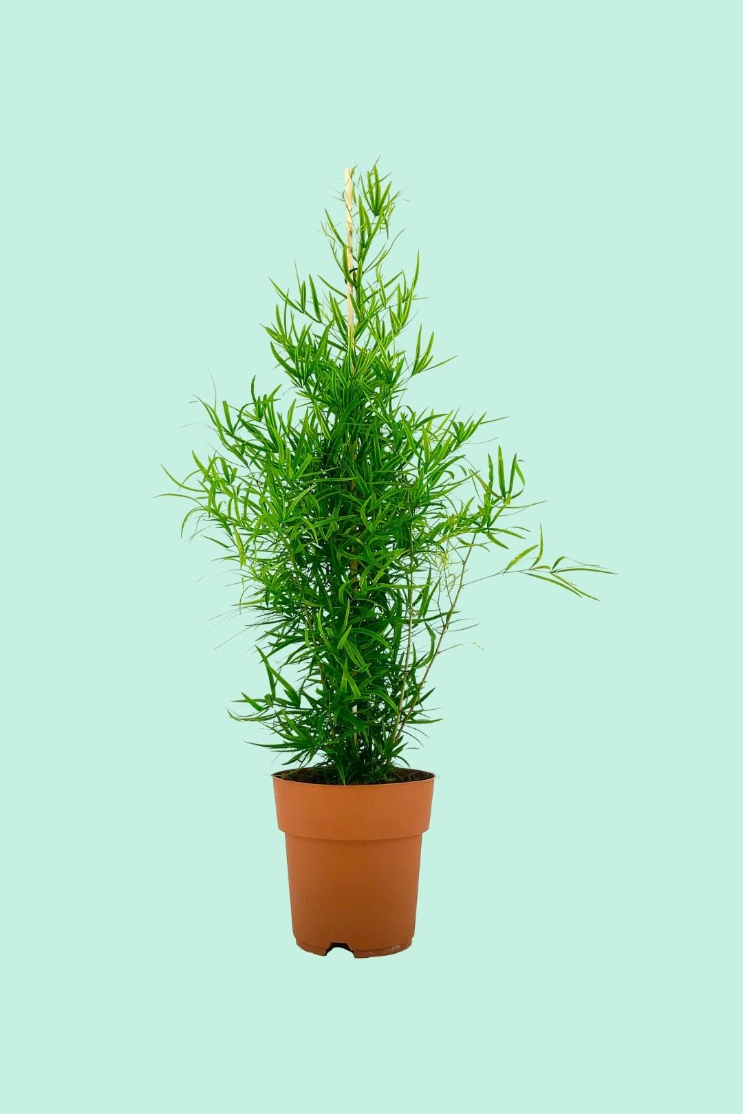Tipps zur Pflege deiner Pflanze : Asparagus falcatus – PflanzenFuerAlle