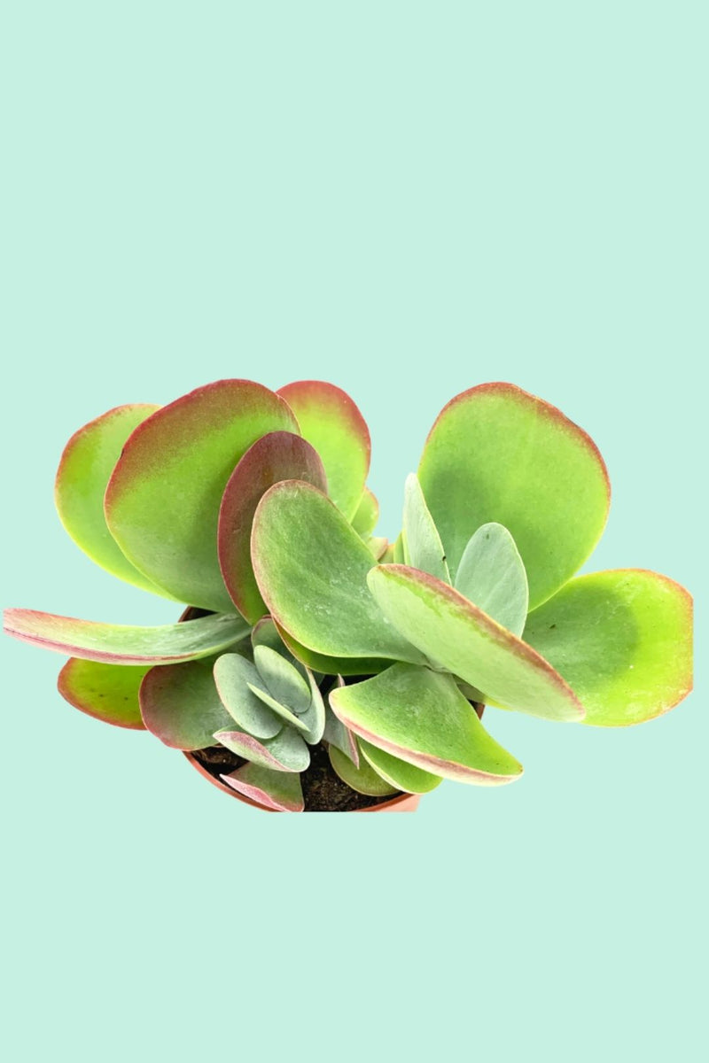 Tipps zur Pflege deiner Pflanze : Kalanchoe thyrsiflora Red lips ...
